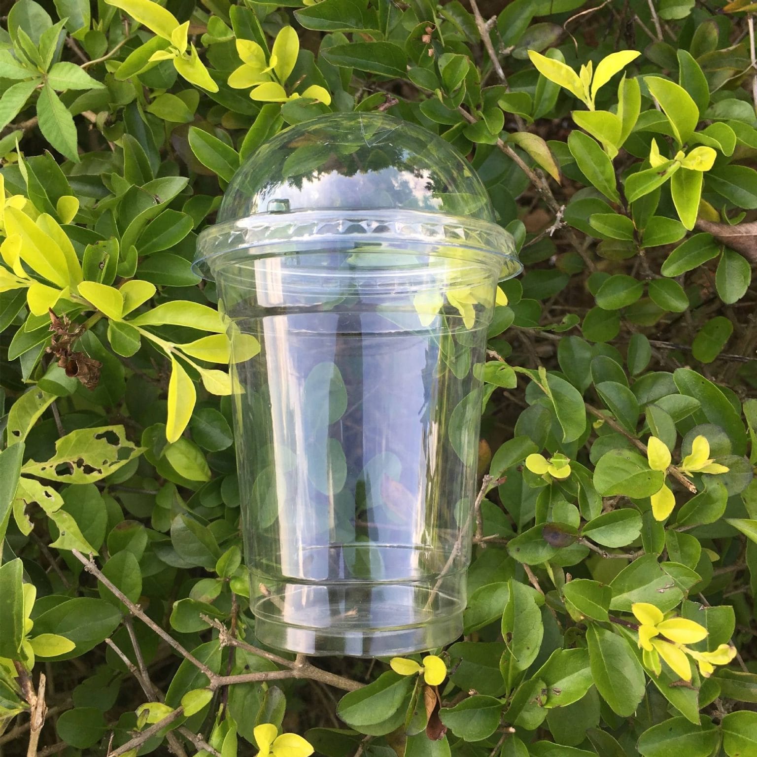 5 Reasons To Switch To Compostable Plastic Cups Today