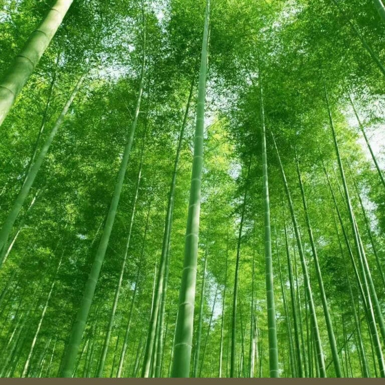 Lightning Growth: Unraveling How Fast Bamboo Grows – The World’s ...