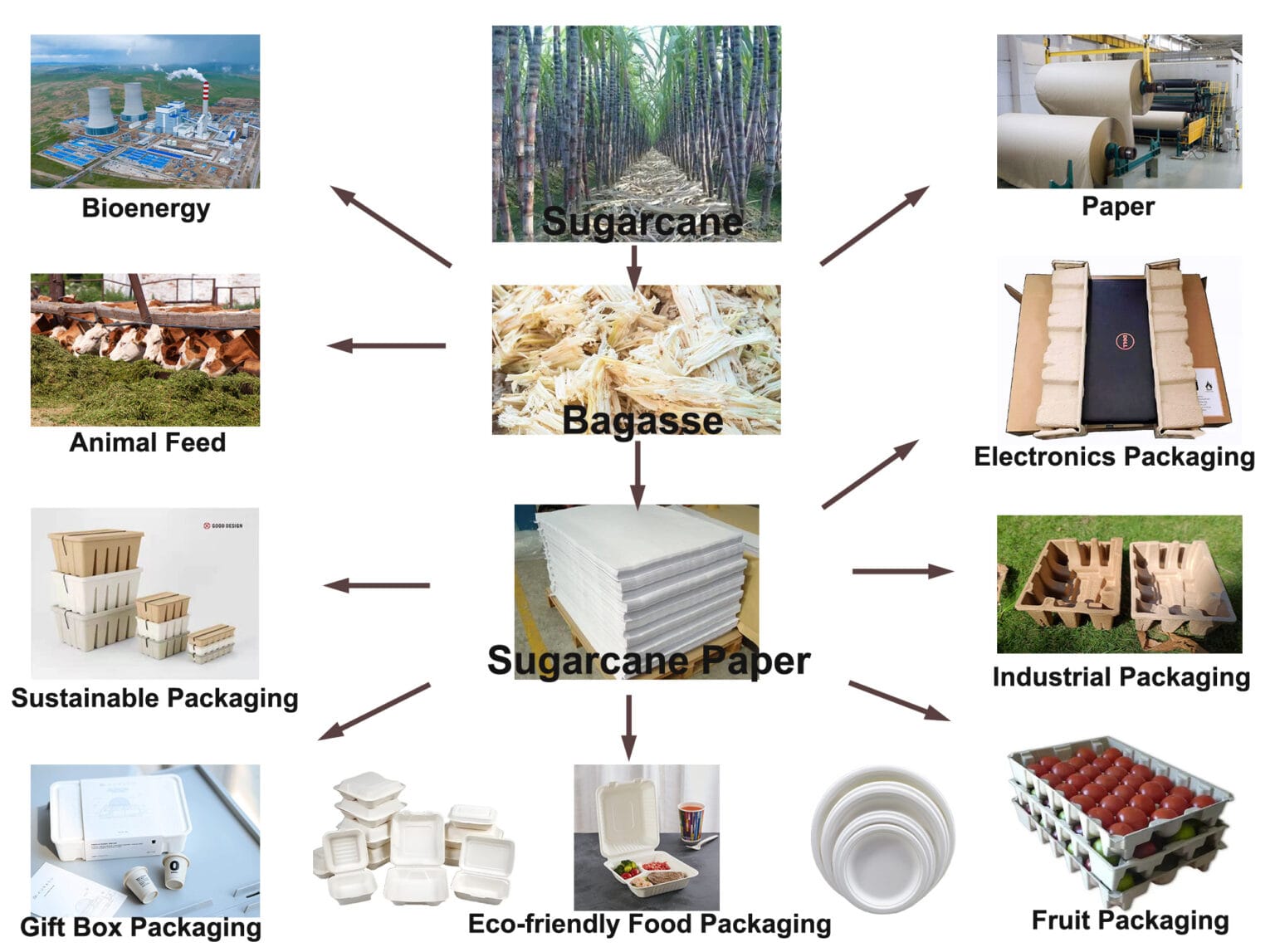 Sugarcane Products: A Comprehensive Look at Their Rise in Sustainable ...